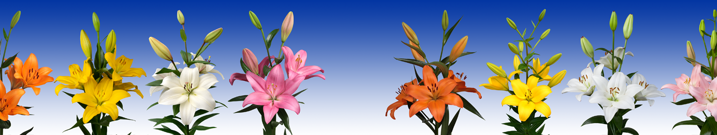 Catalog | C. Steenvoorden B.V.