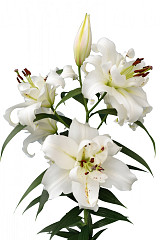 Catalog | C. Steenvoorden B.V.